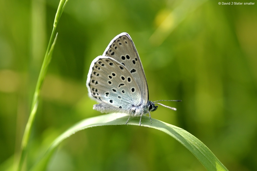 A guide to the blue butterflies | Berks Bucks & Oxon Wildlife Trust