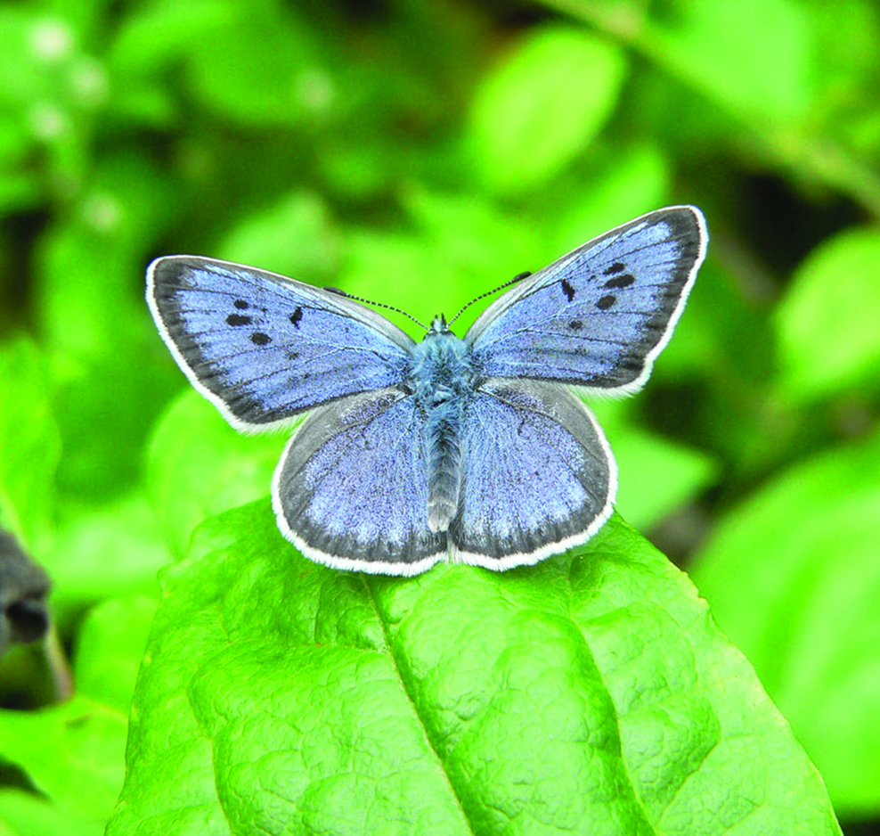 A guide to the blue butterflies | Berks Bucks & Oxon Wildlife Trust
