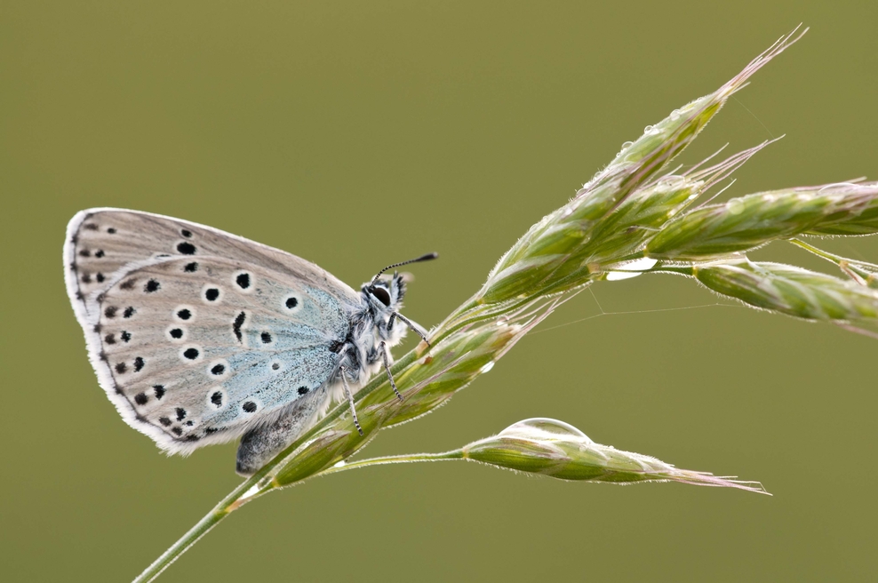 A guide to the blue butterflies | Berks Bucks & Oxon Wildlife Trust