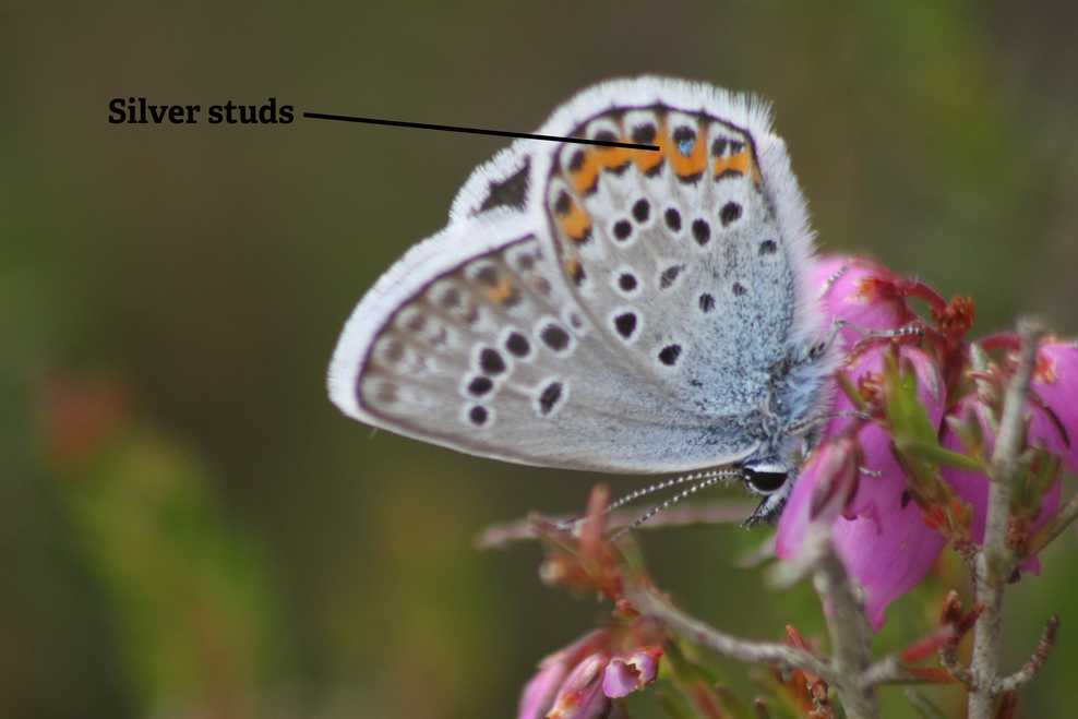 A guide to the blue butterflies | Berks Bucks & Oxon Wildlife Trust
