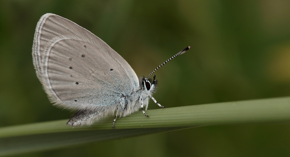 A guide to the blue butterflies | Berks Bucks & Oxon Wildlife Trust