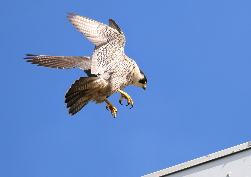 Photo Competition Results 2023 | Berks Bucks & Oxon Wildlife Trust