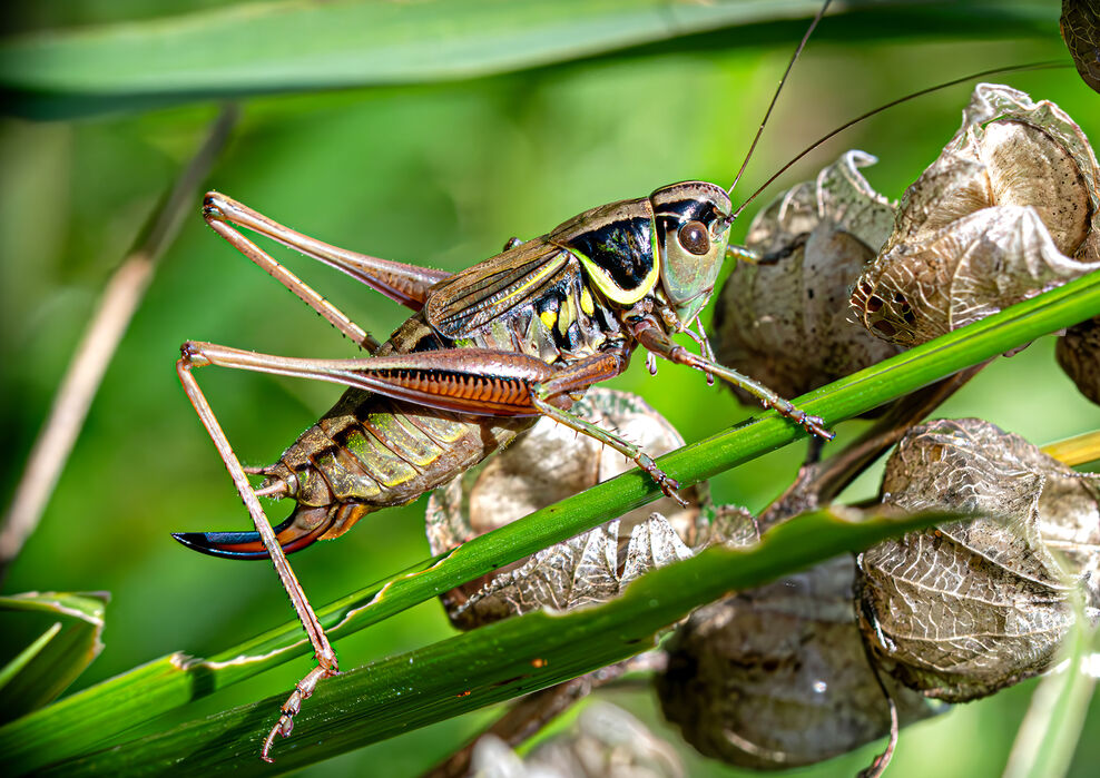 Photo Competition Results 2023 | Berks Bucks and Oxon Wildlife Trust