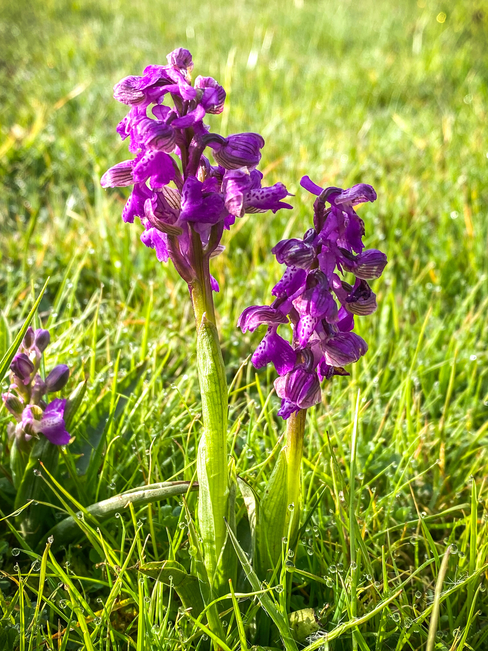 Geography teacher who visited every BBOWT reserve heralds their healing ...