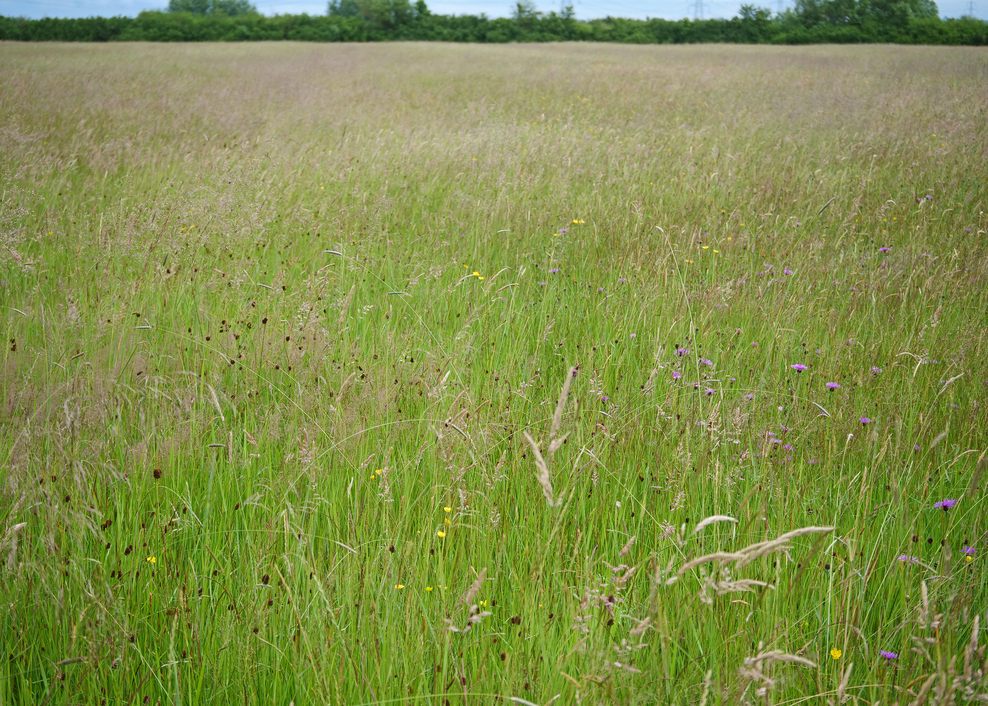 Ludgershall Habitat Bank | Berks Bucks & Oxon Wildlife Trust
