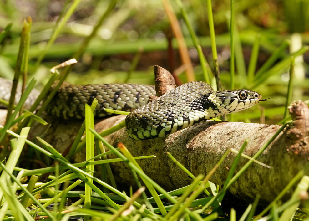 Nature charity asks public to crown favourite 2024 nature photo | Berks ...
