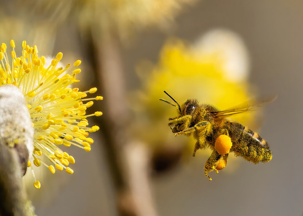 Nature charity asks public to crown favourite 2025 nature photo | Berks ...