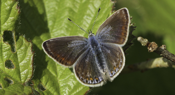 A guide to the blue butterflies | Berks Bucks & Oxon Wildlife Trust