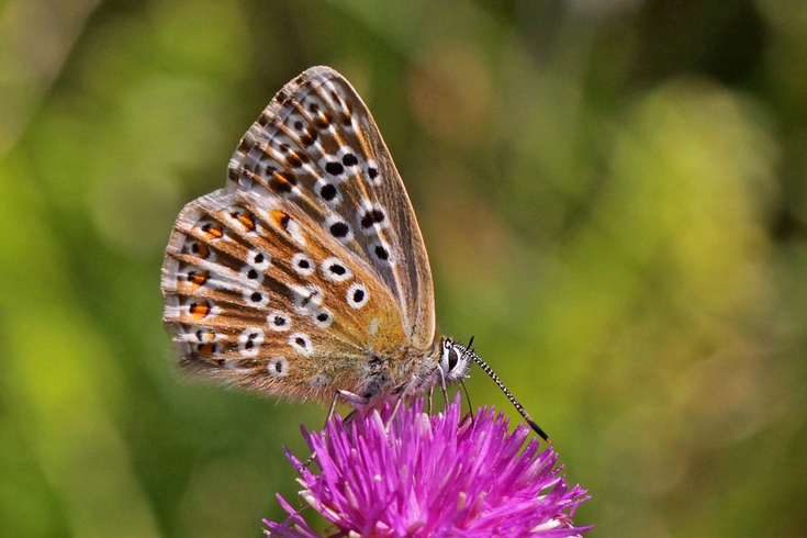 A guide to the blue butterflies | Berks Bucks & Oxon Wildlife Trust