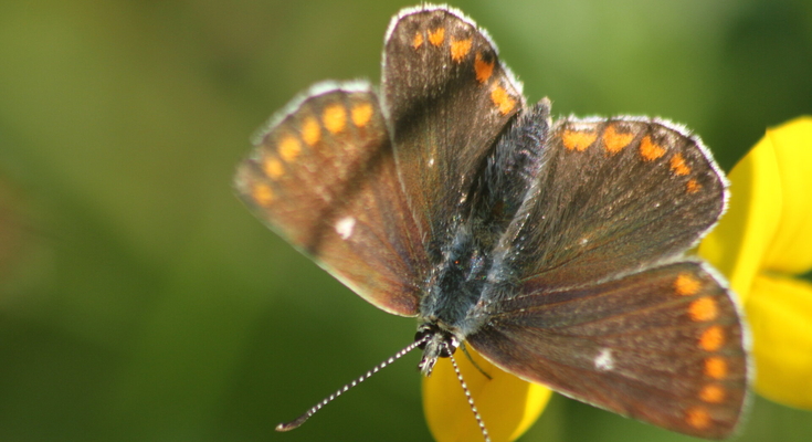 A guide to the blue butterflies | Berks Bucks & Oxon Wildlife Trust