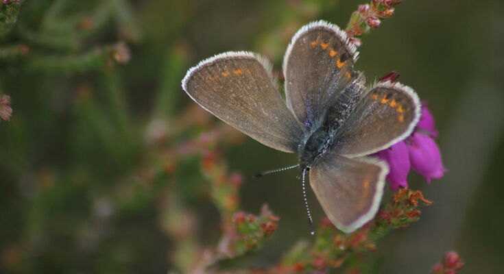 A guide to the blue butterflies | Berks Bucks & Oxon Wildlife Trust