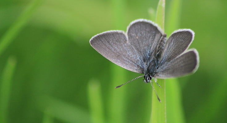 A guide to the blue butterflies | Berks Bucks & Oxon Wildlife Trust