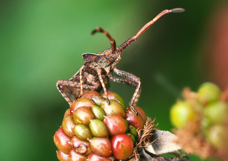 Photo Competition Results 2023 | Berks Bucks & Oxon Wildlife Trust