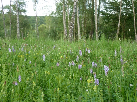 Wild Walks | Berks Bucks & Oxon Wildlife Trust