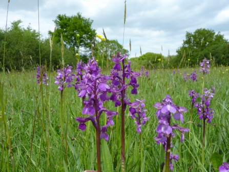 Great nature reserves to visit in May | Berks Bucks & Oxon Wildlife Trust
