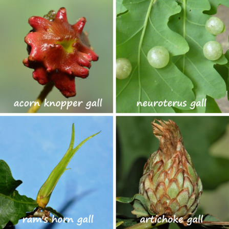 All about galls | Berks Bucks & Oxon Wildlife Trust