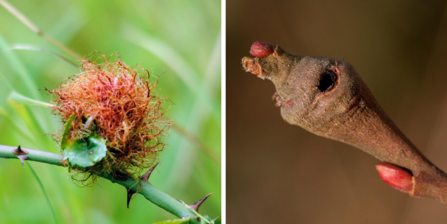All about galls | Berks Bucks & Oxon Wildlife Trust