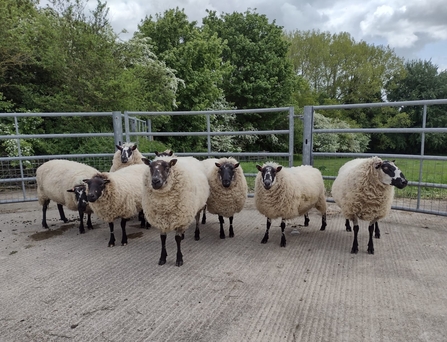 The Woolly vs the Willing – sheep shearing at Wells Farm | Berks Bucks ...