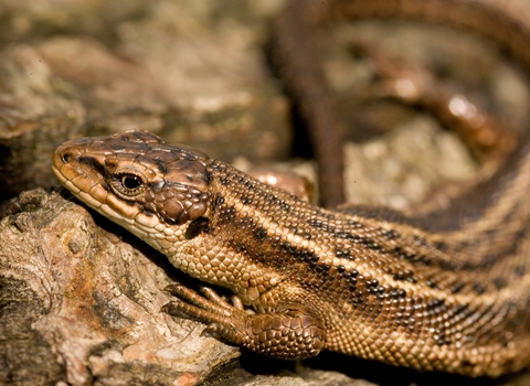 Home | Berks, Bucks & Oxon Wildlife Trust