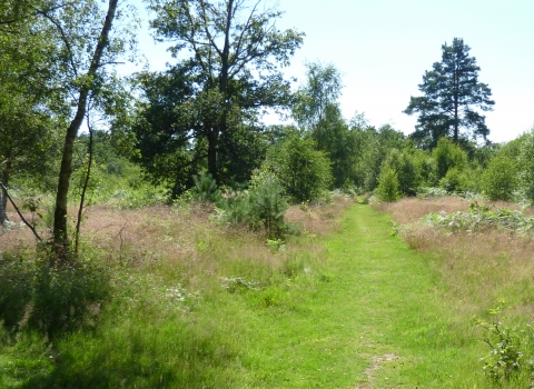 Wokefield Common | Berks Bucks & Oxon Wildlife Trust