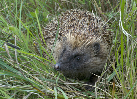 How to build a hedgehog home | Berks, Bucks & Oxon Wildlife Trust