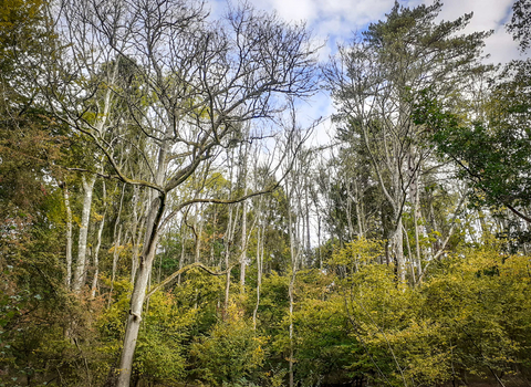 Home | Berks, Bucks & Oxon Wildlife Trust